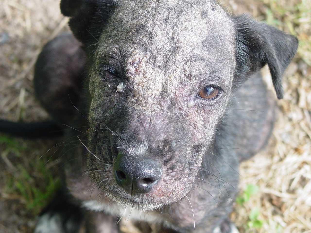 - DOCTOR, MI PERRO TIENE CARACHA!! : hermanoperro hermanogato