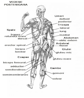 Principalii muschii ai corpului - scheme de expunere ~ MEDSPORT FITNESS ...