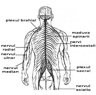 Nervii membrului superior - note rezumative ~ Sport si Sanatate