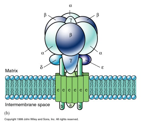 TEMAS SELECTOS DE BIOFÍSICA: ENERGIA MITOCONDRIAL