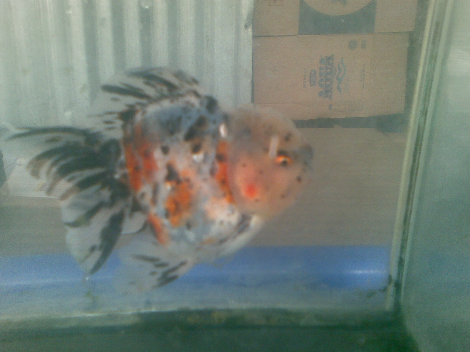 1001 GOLDFISH: CALICO ORANDA BROADTAIL