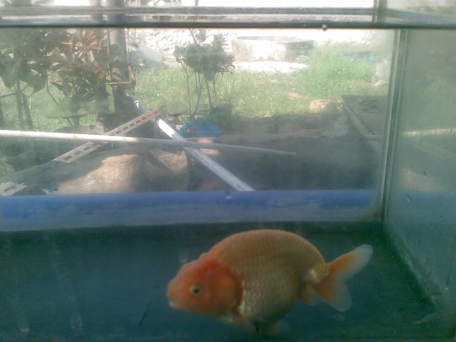 1001 GOLDFISH: MORE RANCHU IN FARM