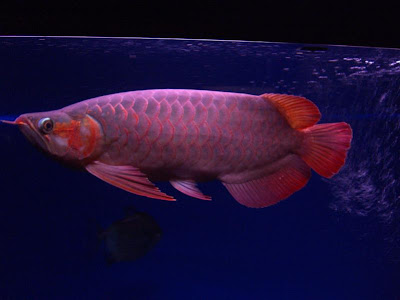 ArowannA: Spoon Head SR