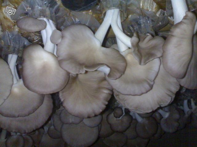 mushroomworld: Jenis-Jenis Cendawan