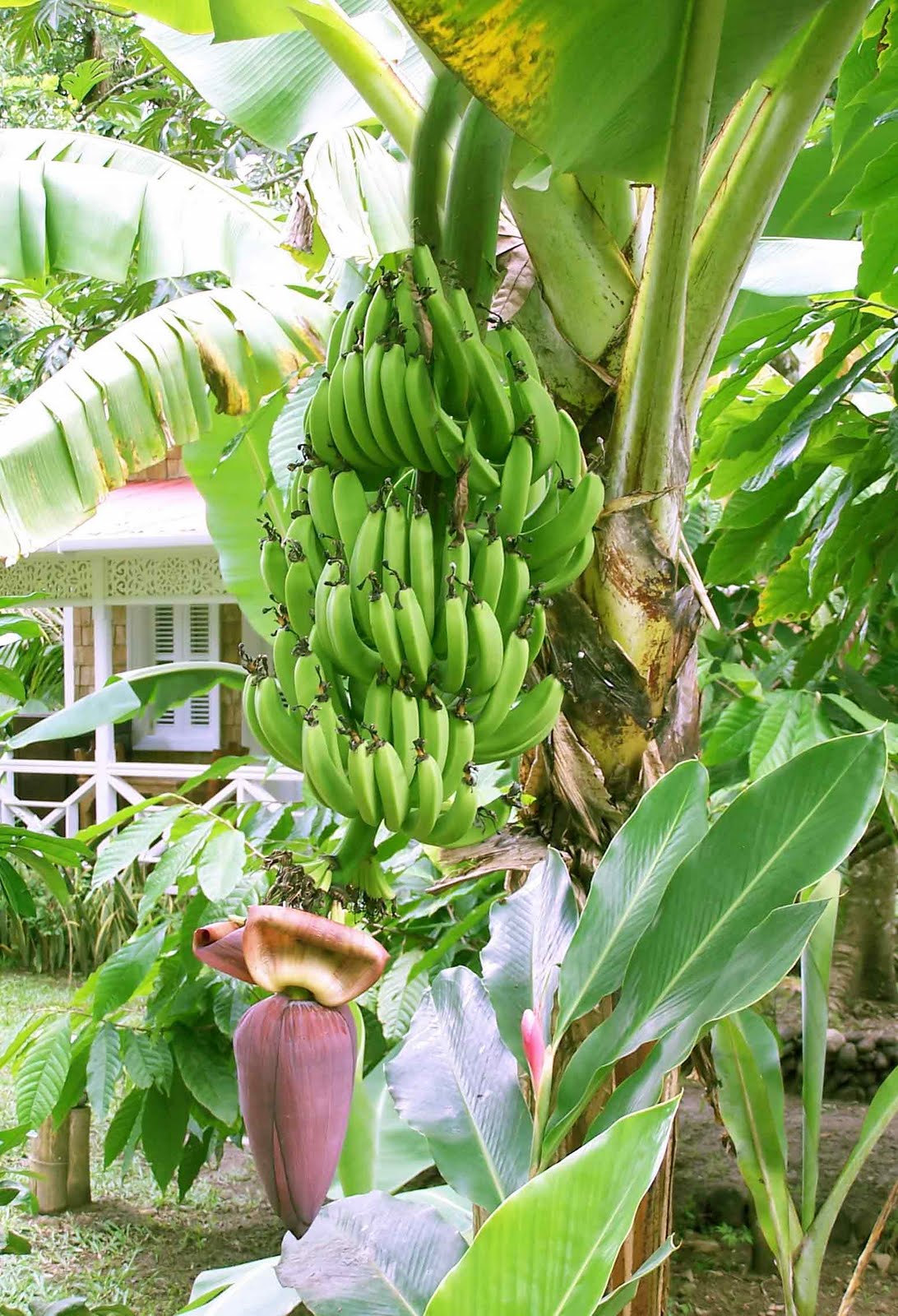 Vaazha Means Banana Tree