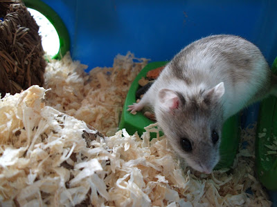 Chinese Dwarf Hamsters: Selecting a Chinese Hamster
