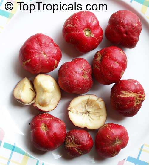 APAG - Herbal Tea: Fruit (Phaleria Macrocarpa)