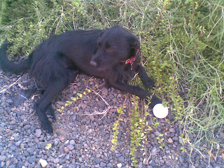 Casi de bolsillo: La historia del pequeño perrigato.... y Summer