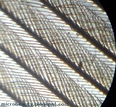 The Wonderful Microworld: Bird's Feather Under The Microscope