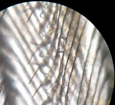 The Wonderful Microworld: Bird's Feather Under The Microscope