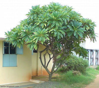 Blue Sky: Plumeria Tree and Flowers