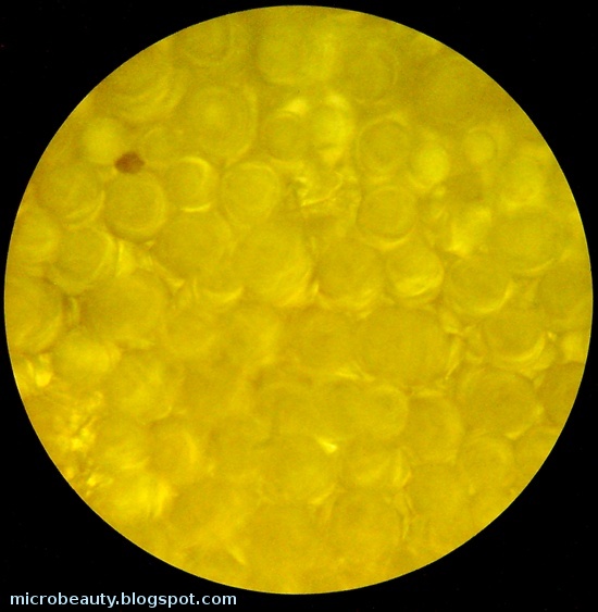 The Wonderful Microworld: Flower Cells - Part - 2 - Zinnia and others