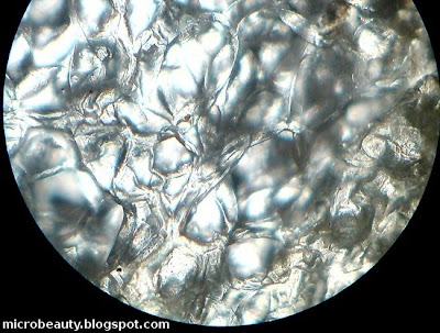 The Wonderful Microworld: Plant Cells - Apple Fruit and Others.