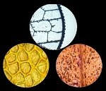 The Wonderful Microworld: Micro Life Forms In The Water - Micro organisms.