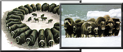 Samantha's Insights: The Wonder of The Musk Ox