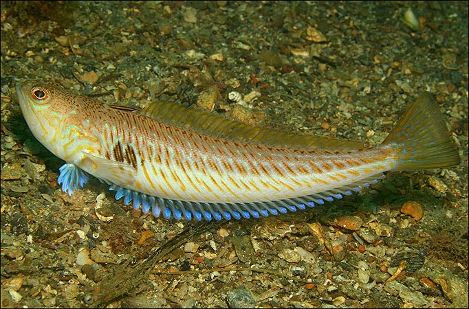 Stanley's pictures: Do Not Mess With Fish 110,