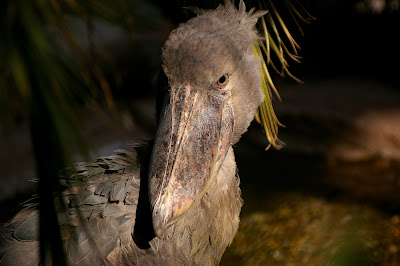A Pirate's Life For Me...: Shoebill