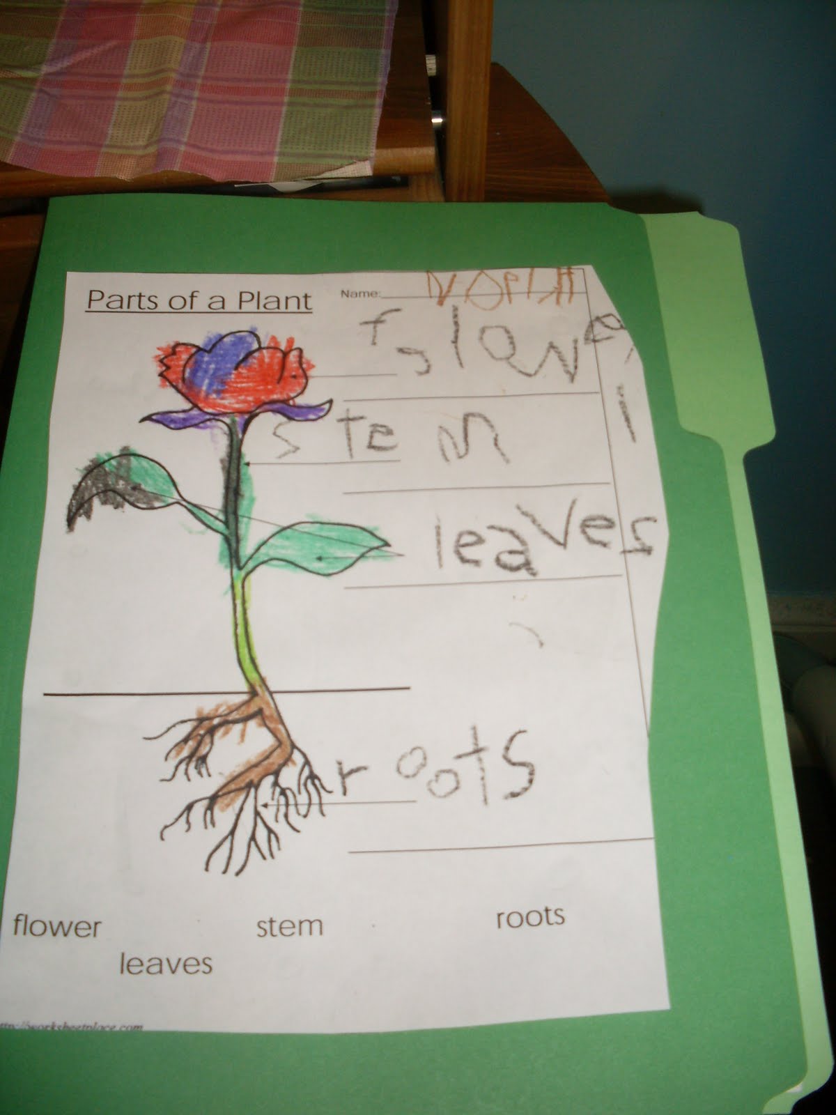 On the road of Motherhood: Parts of a plant lapbook in progress