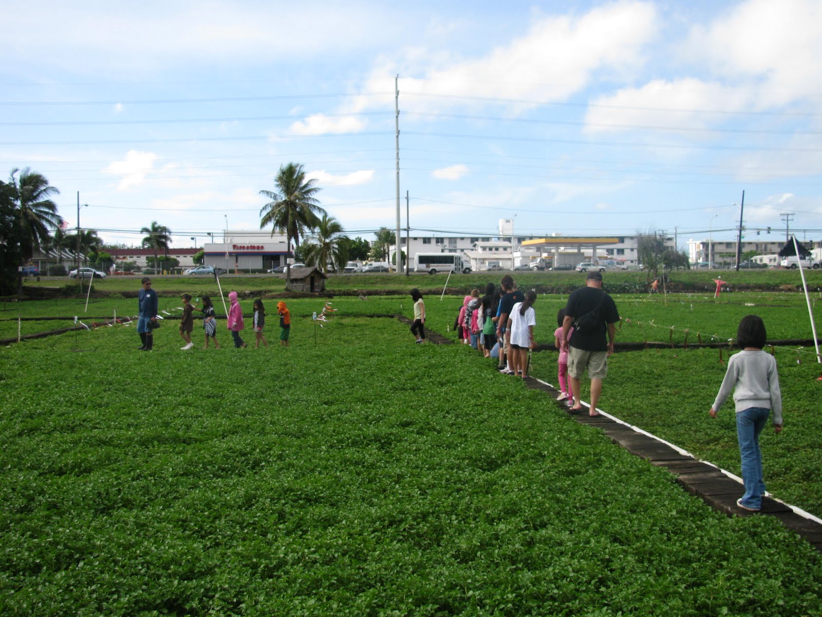 Sumida Watercress Farm
