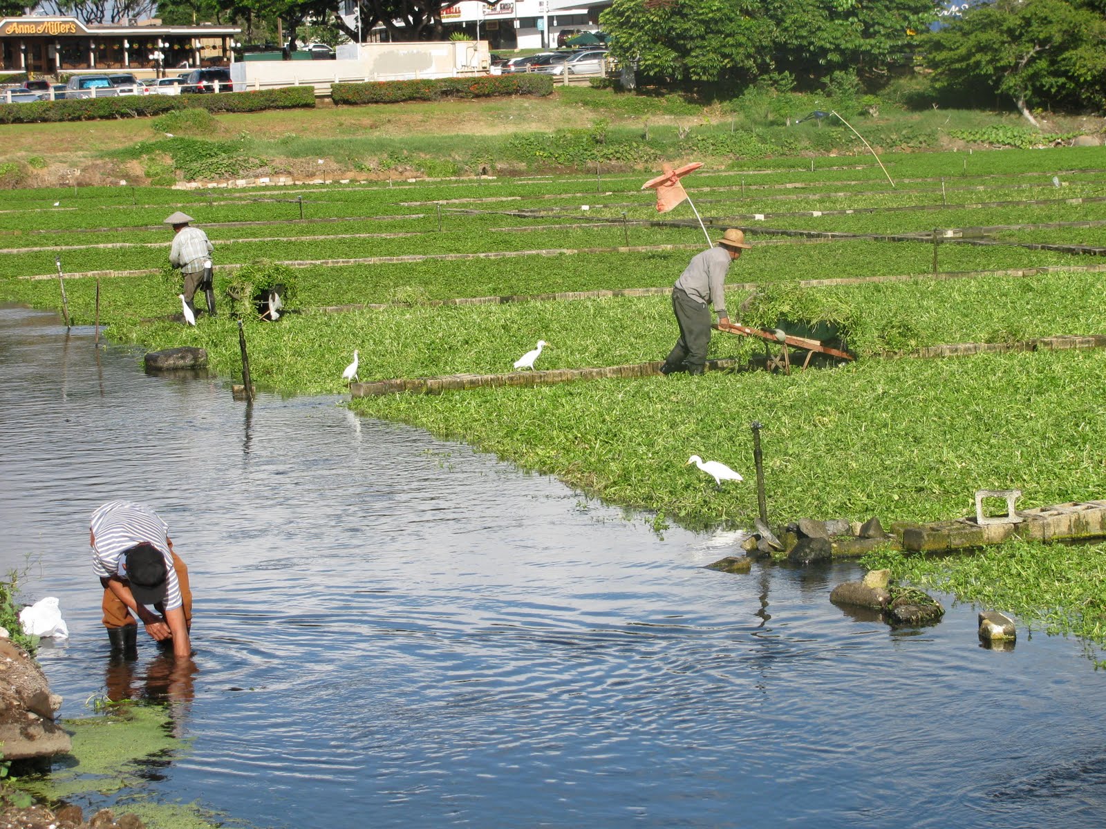 Sumida Watercress Farm