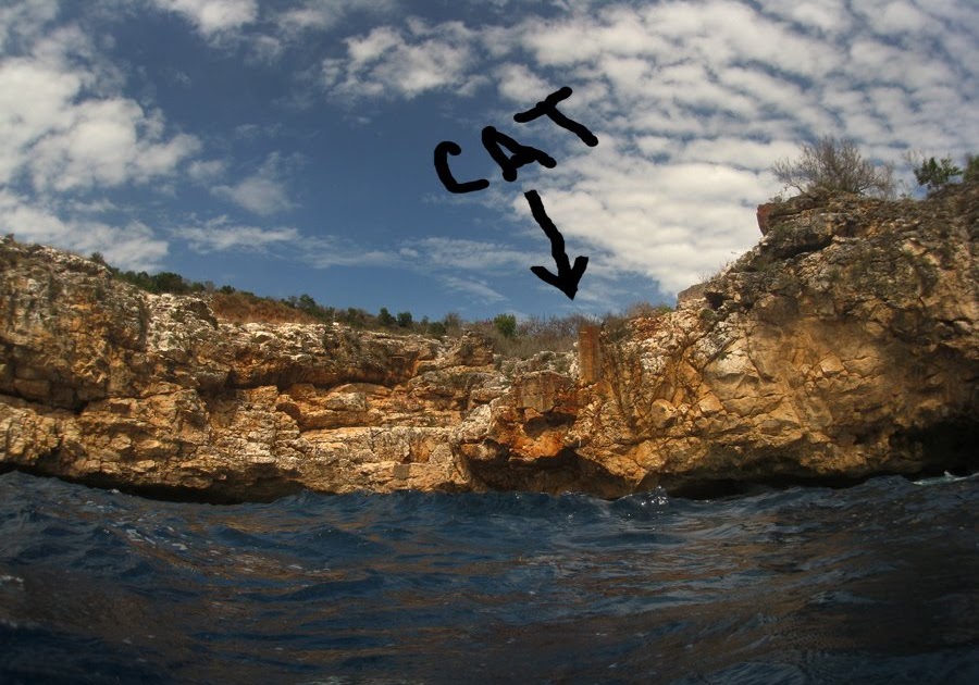 Navassa Island Expedition: Domestic Animals Out of Place