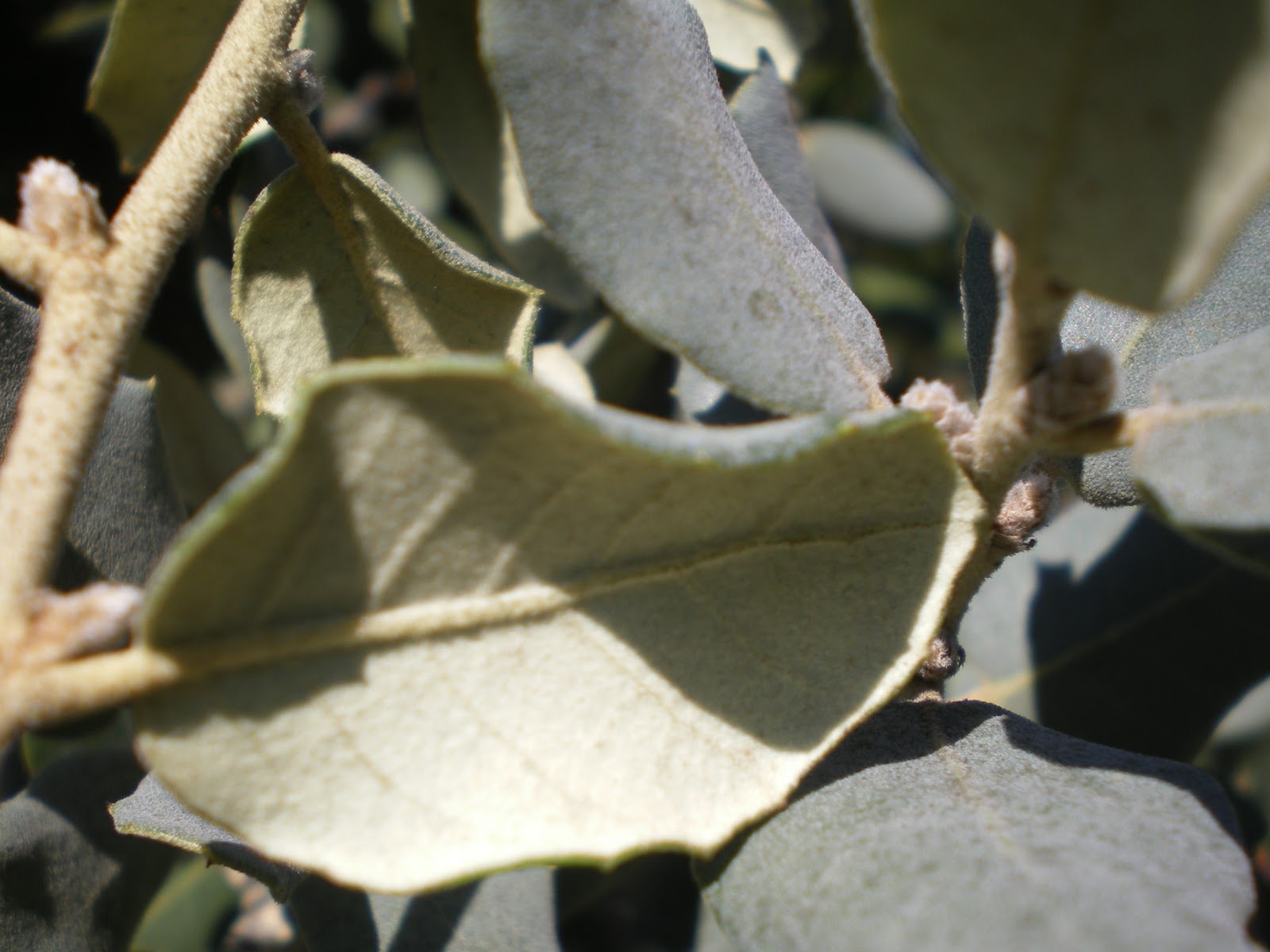 PILARES AL NATURAL: ENCINA