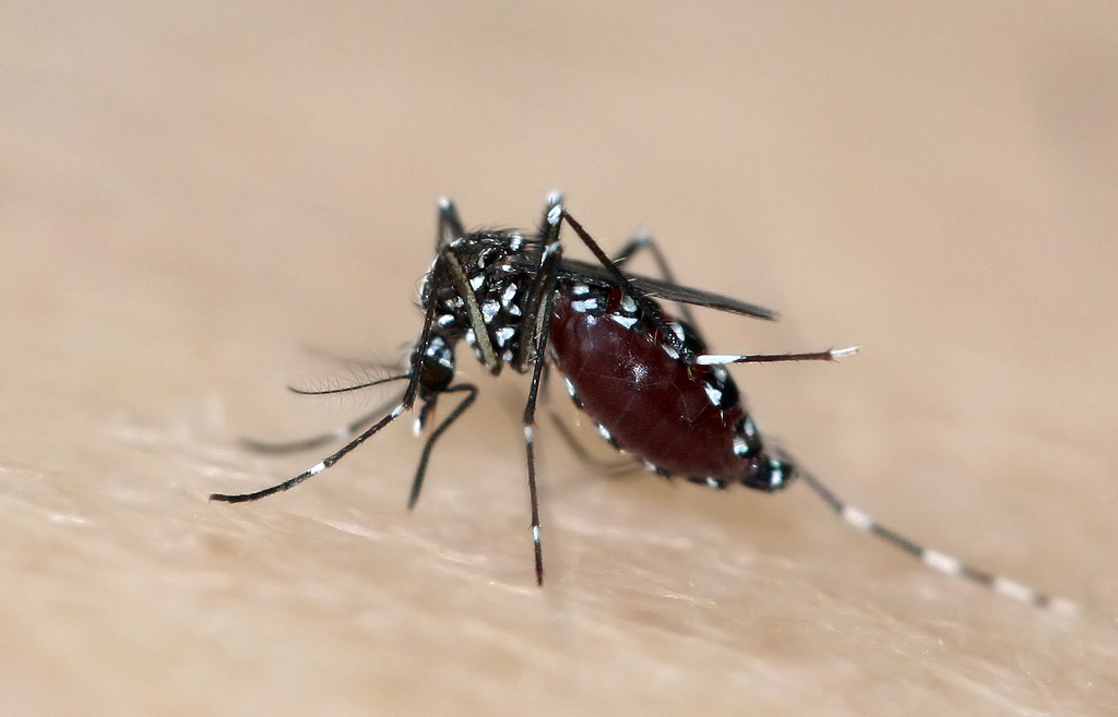 Aedes Aegypti em Alta Definição ~ PALMARES sem DENGUE