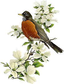 Celtic Lady: THE LEGEND OF THE FIRST ROBIN