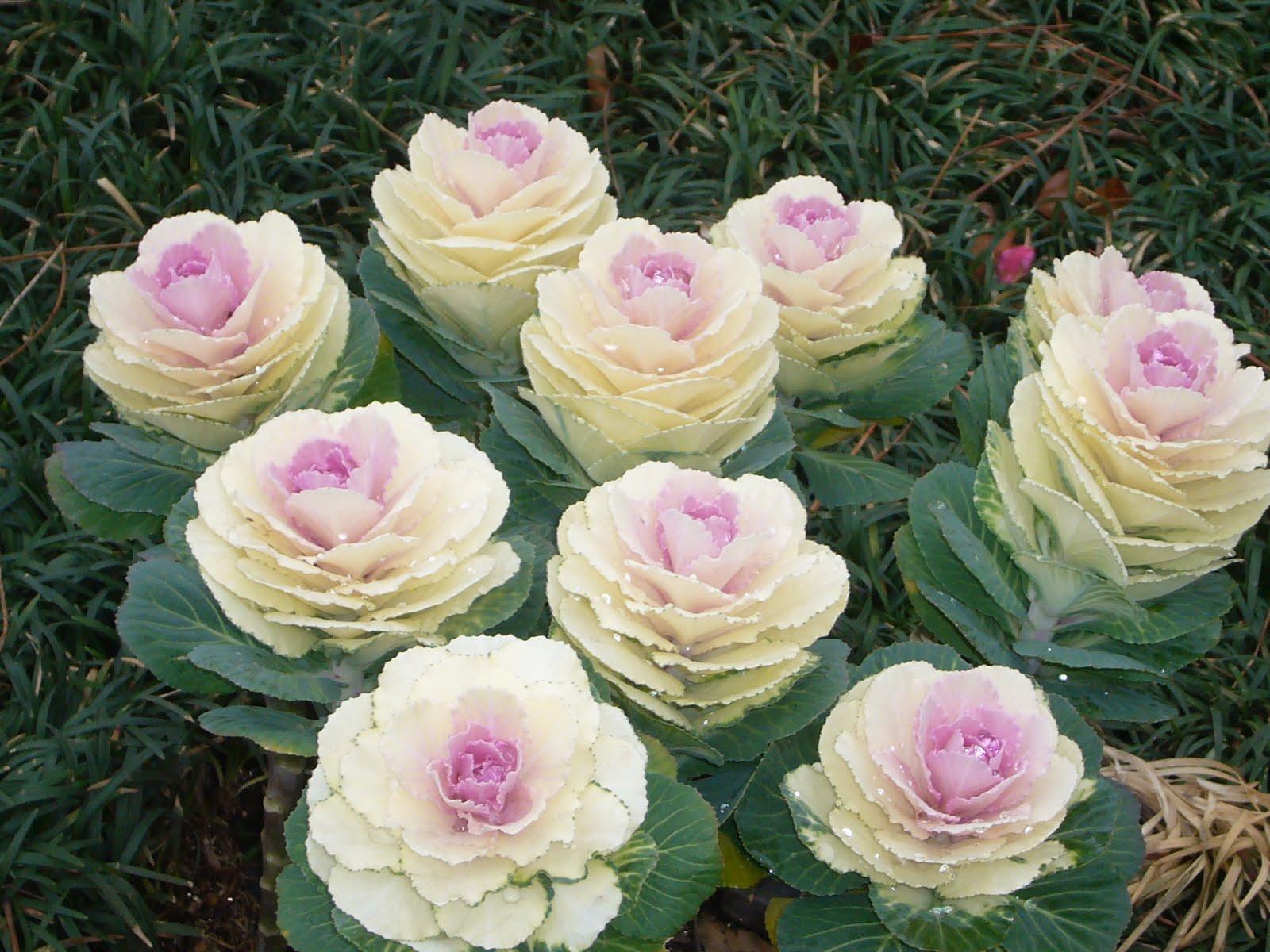 A Journey, What I See Is My Life: Cabbage Flowers
