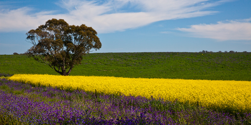Forget the dead leaves it's spring in Australia