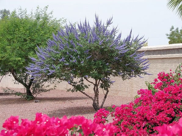 Arizona Landscaping: Chaste Tree - Vitex agnus - castus