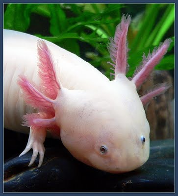 Keunikan Laut: Axolotl