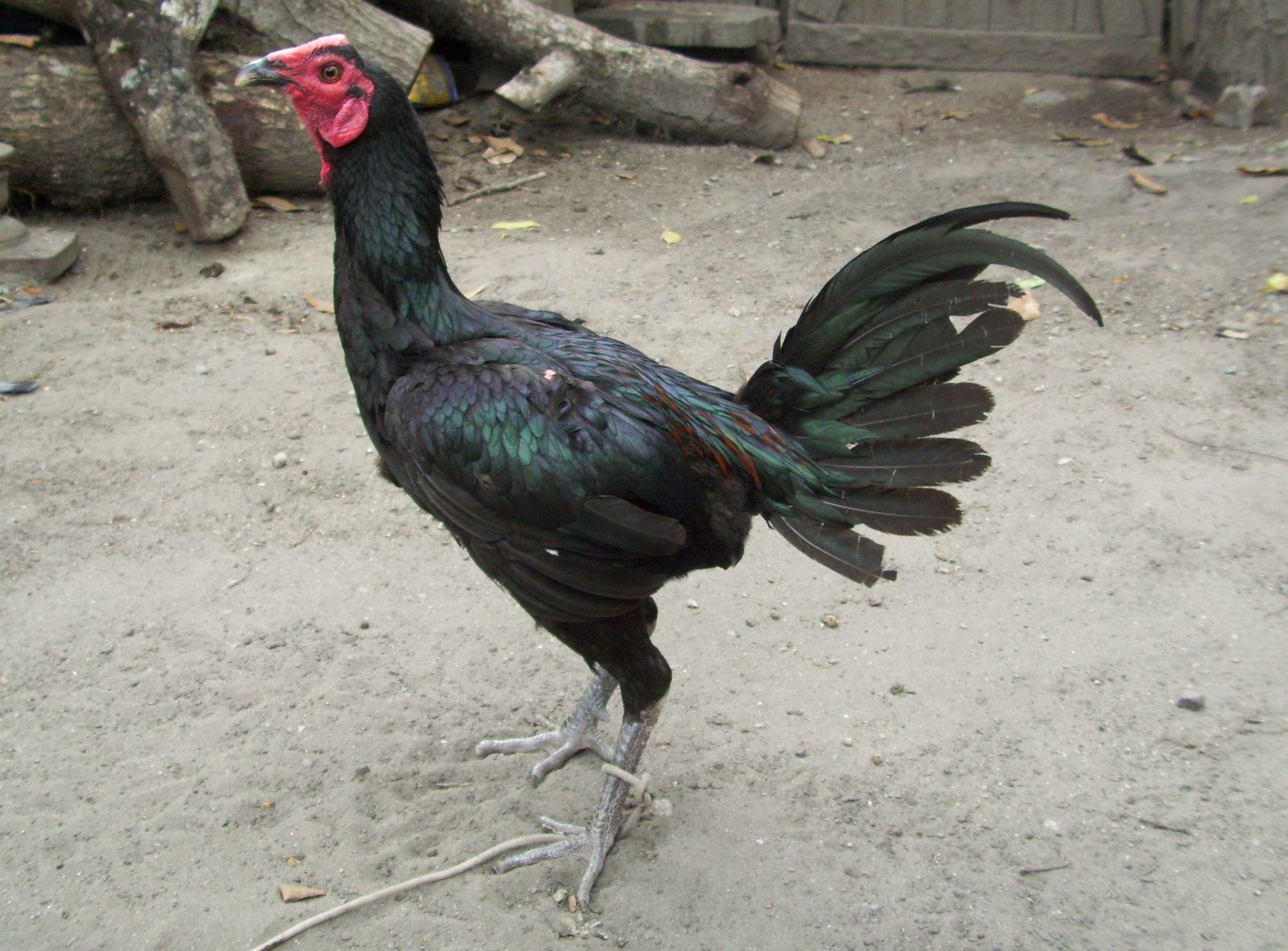 GALLOS NAVAJEROS DEL PERU - CRIADERO VIENRICH