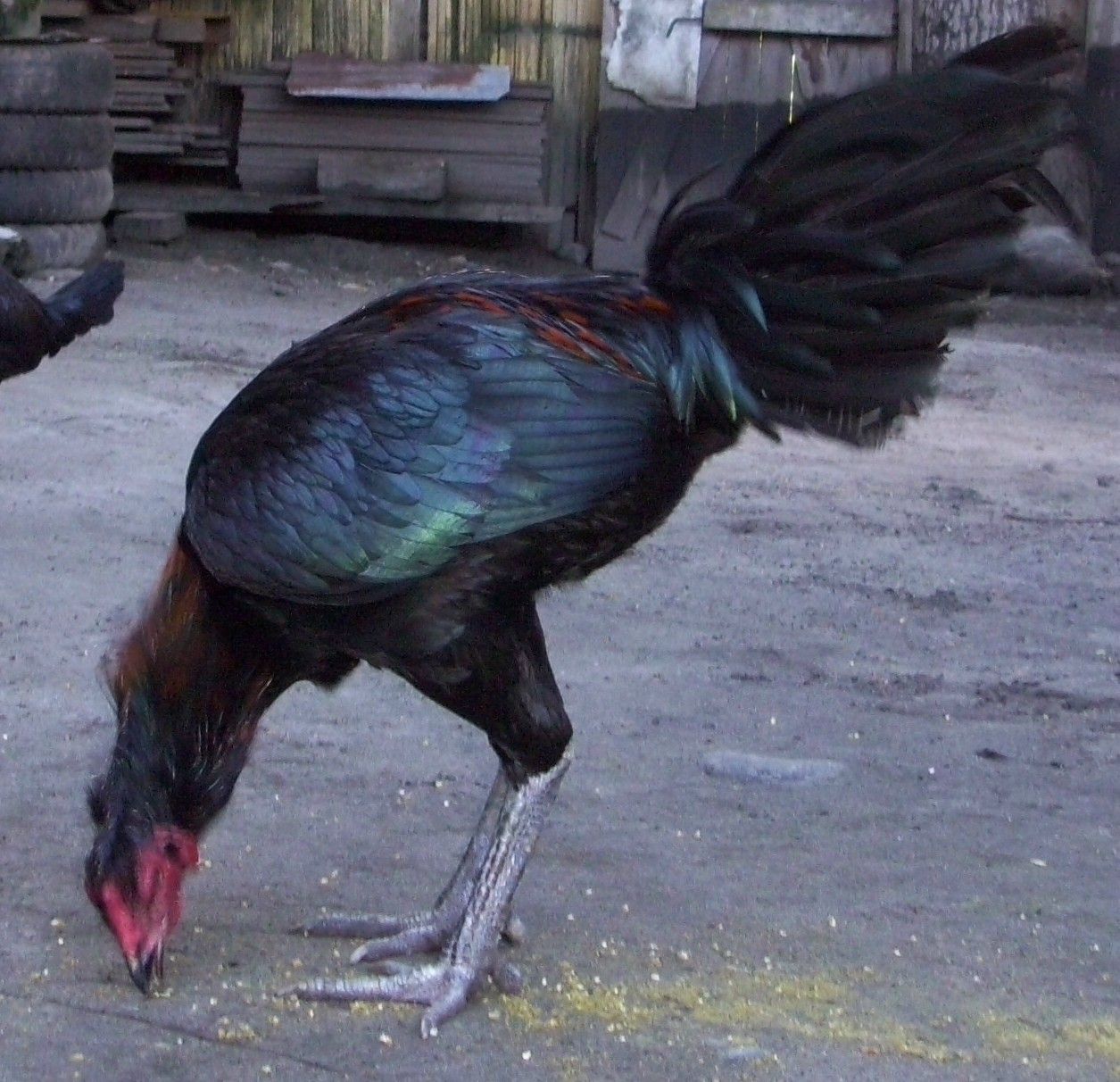 GALLOS NAVAJEROS DEL PERU - CRIADERO VIENRICH
