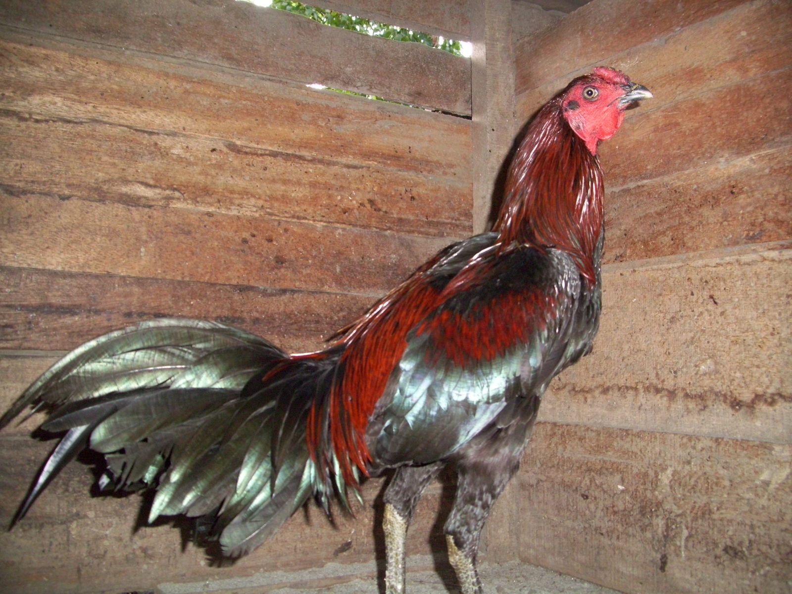 GALLOS NAVAJEROS DEL PERU - CRIADERO VIENRICH