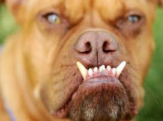 ODONTOLOGIA VETERINÁRIA: PROGNATISMO