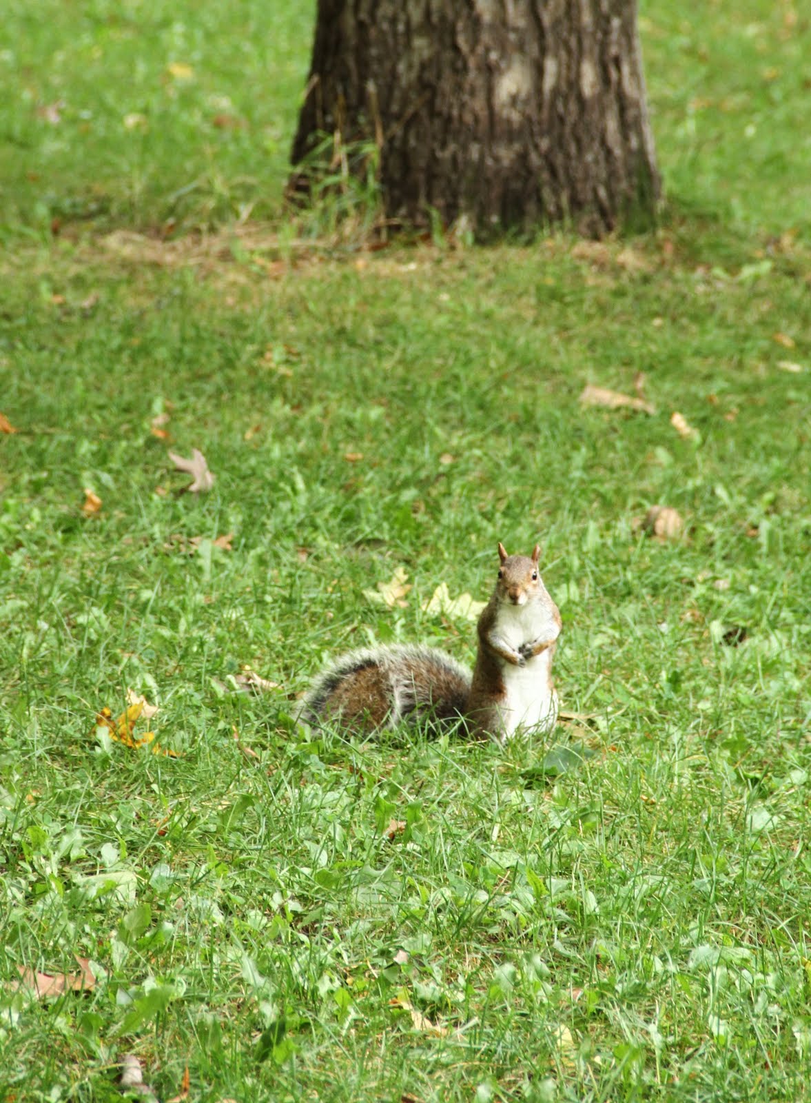 The Big "?": Squirrel Chasing