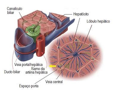 é tudo CIÊNCIA: Células do fígado - hepáticas
