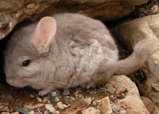 Raising Chinchillas