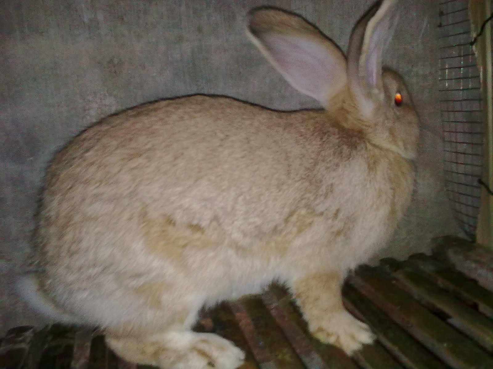 Flemish Giant Rabbit | Rabbit Box