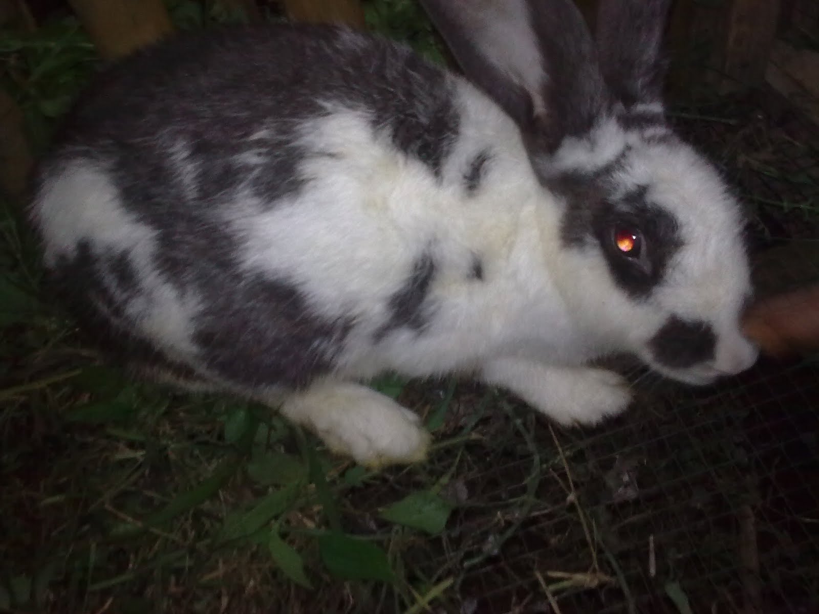 English Spot Rabbit | RABBITS BOX