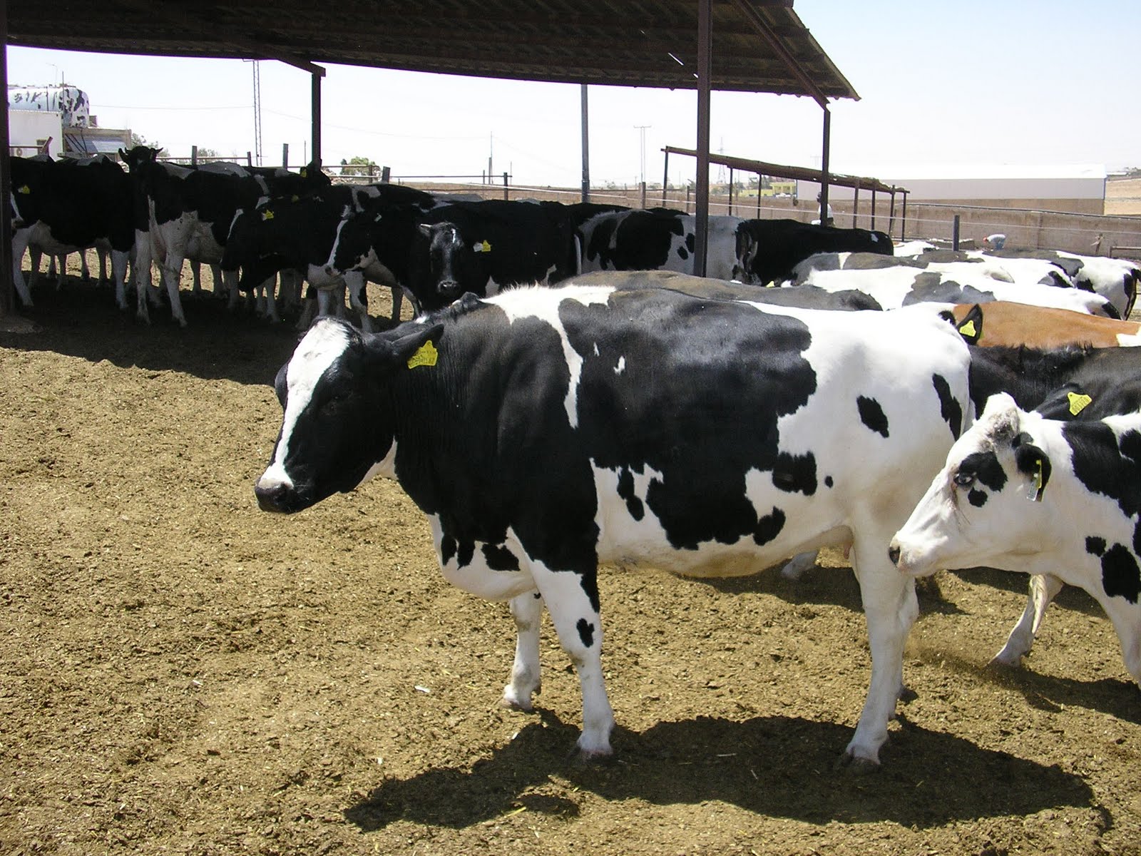 dairyspecialistinrussia: Growing forages in Jordan, 2010