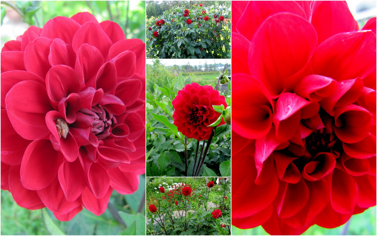 Siilinpihalla: Ihanat daaliat