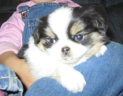 Puppy Breath: Jatese Pups