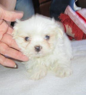 Puppy Breath: Jatese Pups