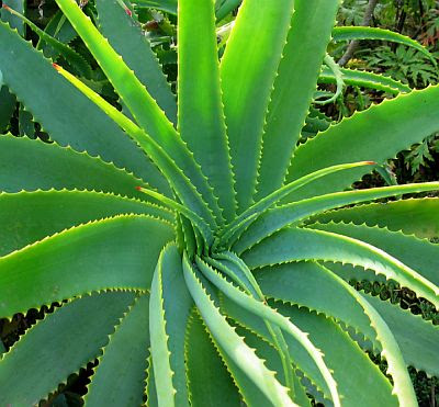 Facts about Aloe vera | Facts About All