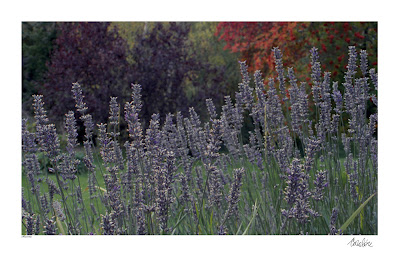 Fotos de Lo Bello: Alucema (Lavandula latifolia medicus)