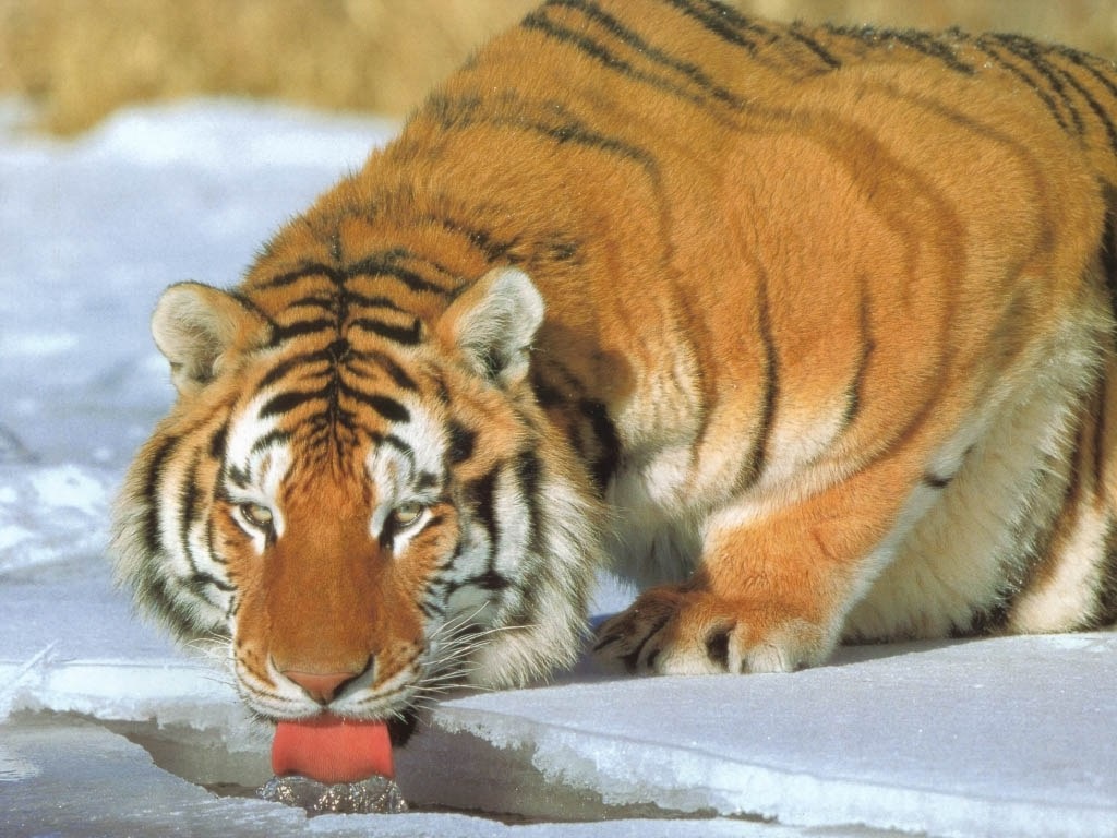 Animal Tiger Free Wallpapers - My Style