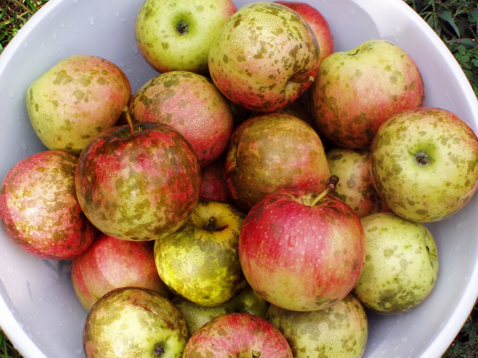 Ozark Mountain Family Homestead: Preserving the Apple Harvest