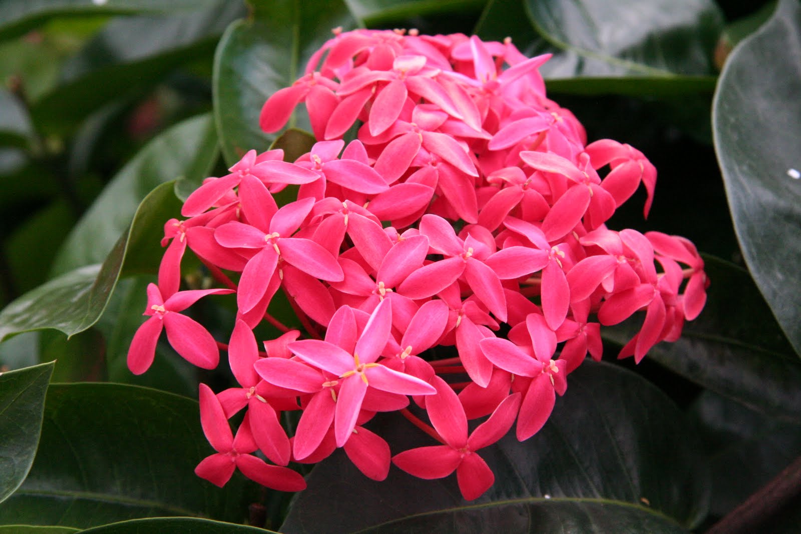 madblooms: The Flora of The Dominican